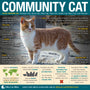 Community Cat Infographic Poster – Alley Cat Allies