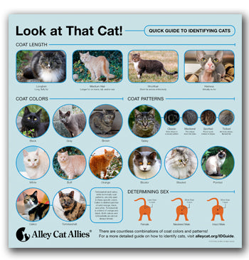 Look at That Cat! A Quick Guide to Identifying Cats Infographic Poster ...